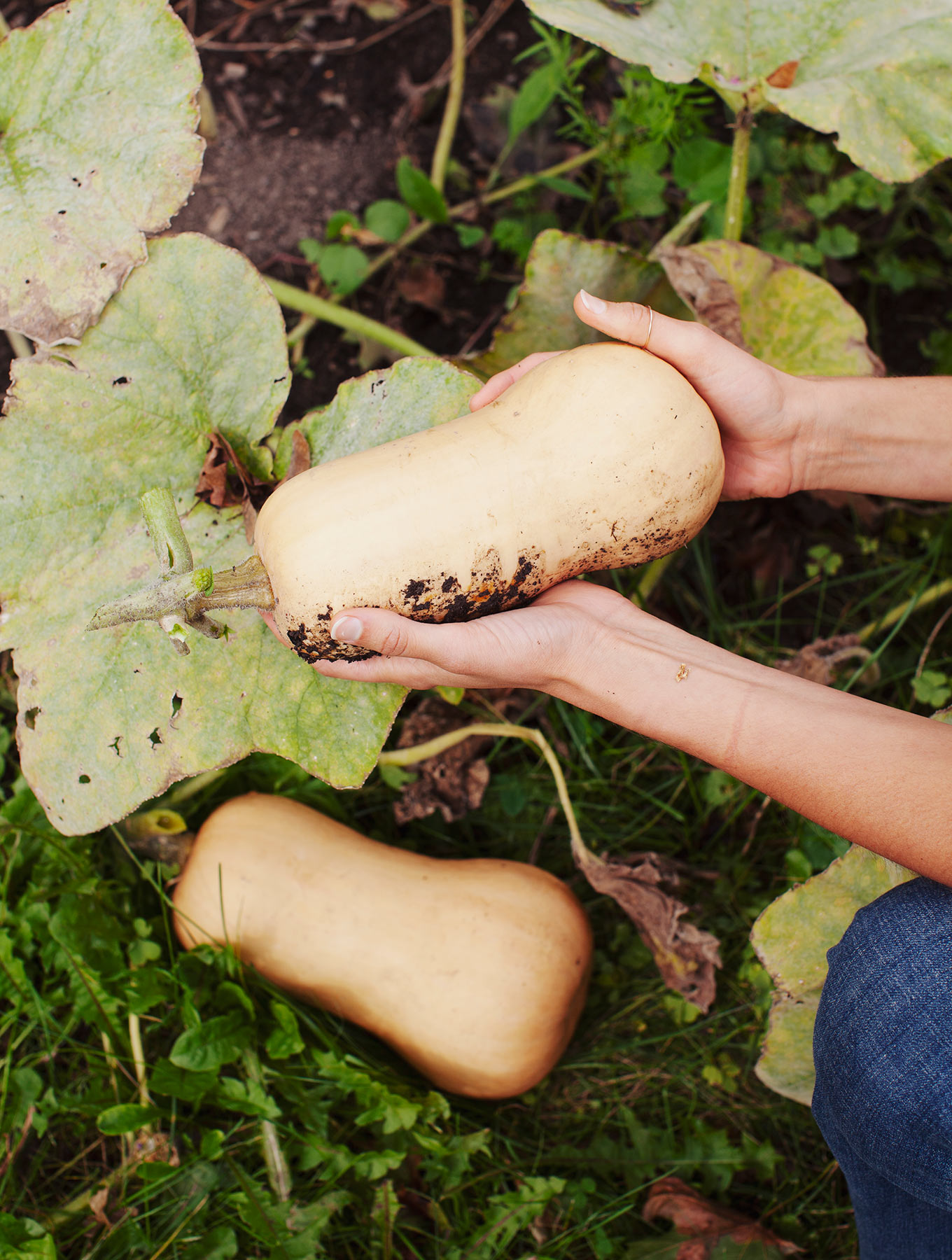 Steamed Butternut Squash Puree - My New Roots Grow