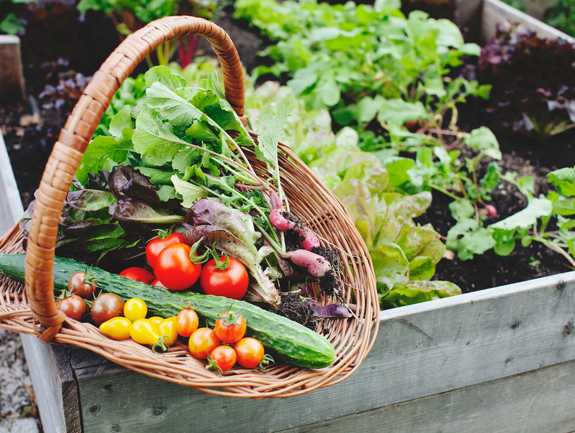 Seasonal Shopping Guides - My New Roots Grow