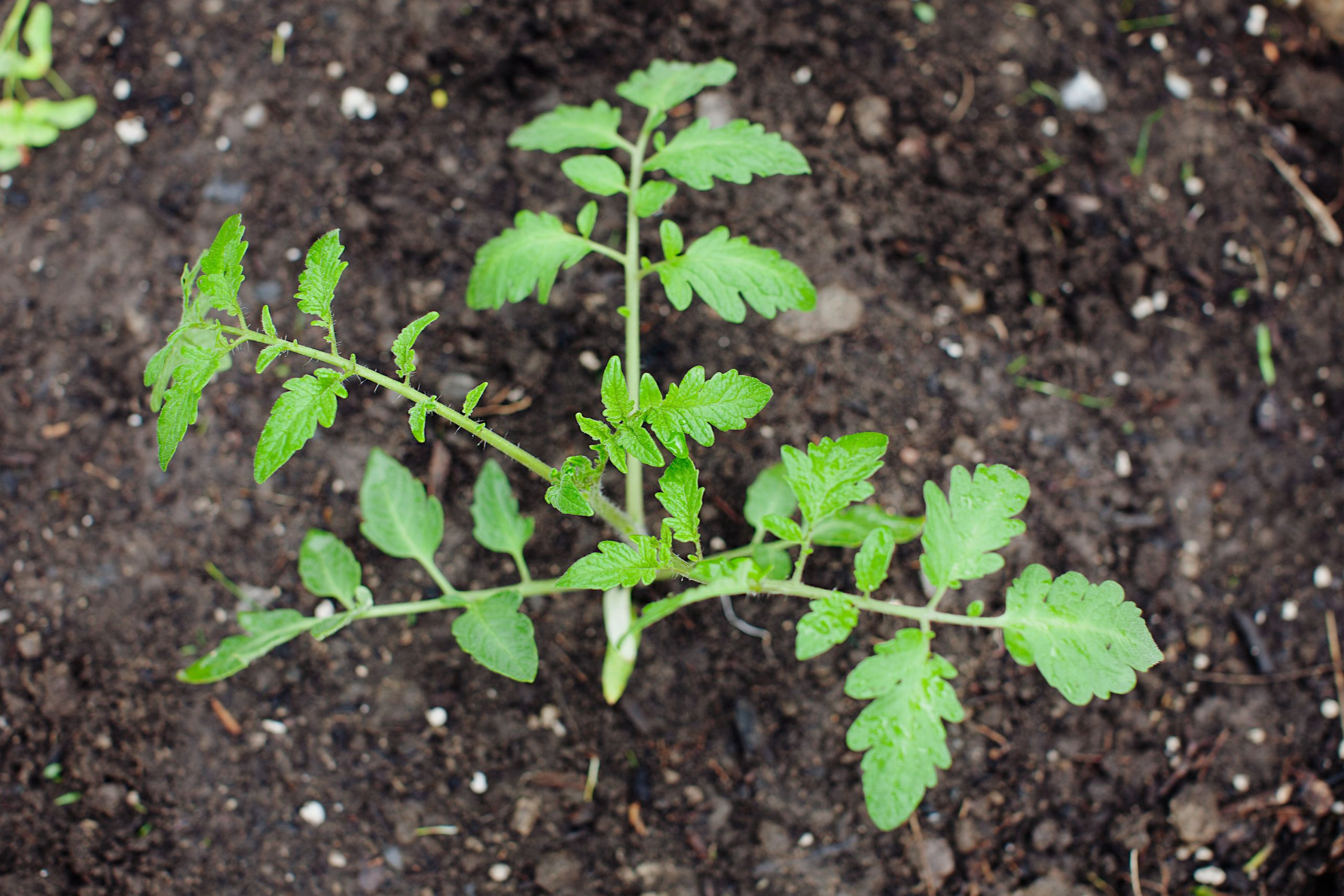 From My Garden: Week 23, 2020 - My New Roots Grow