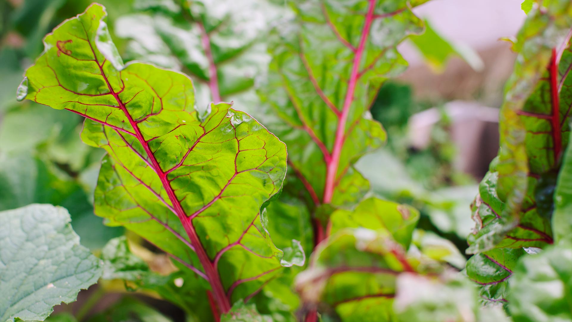 From My Garden: Week 36, 2020 - My New Roots Grow