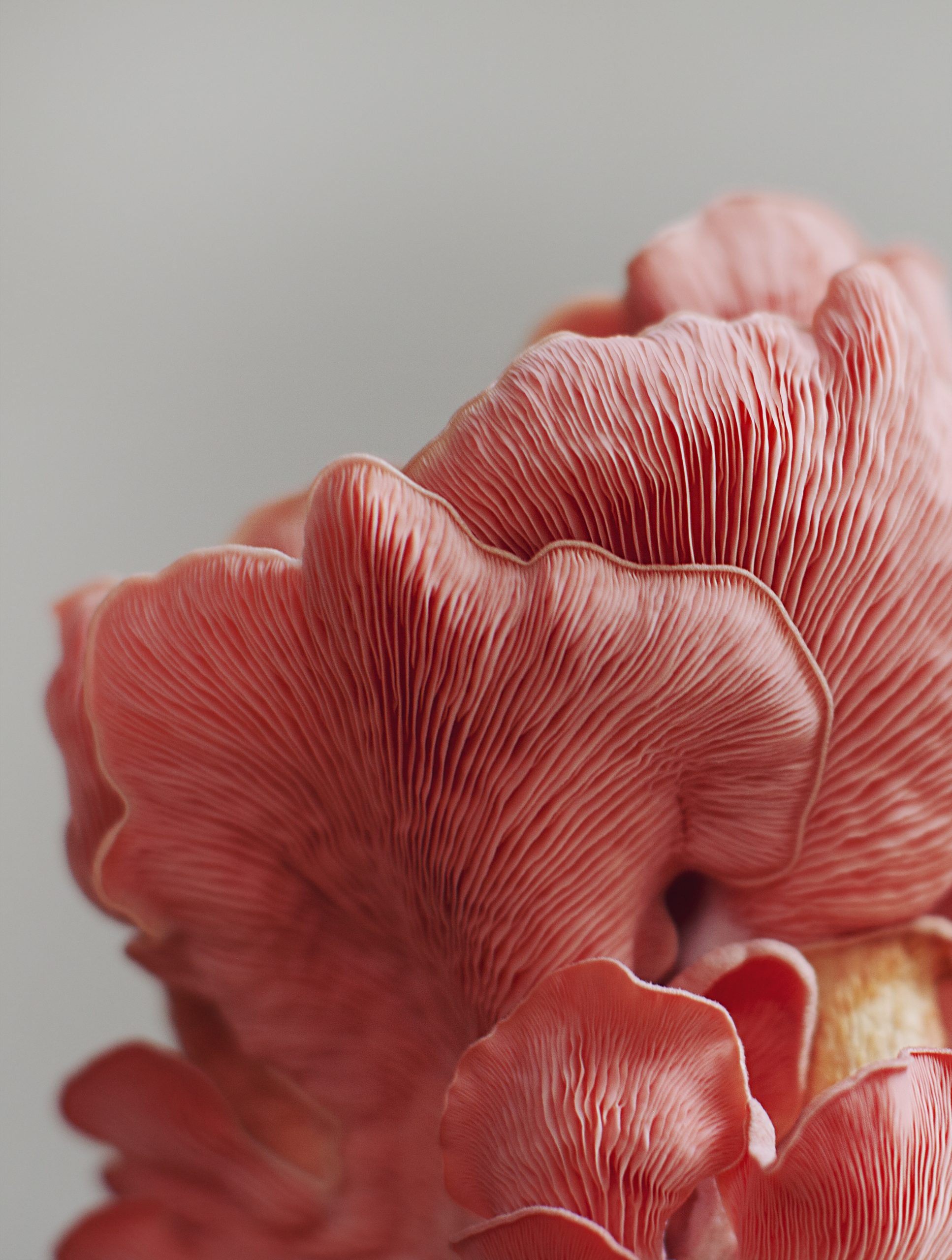 Pink Oyster - My New Roots Grow